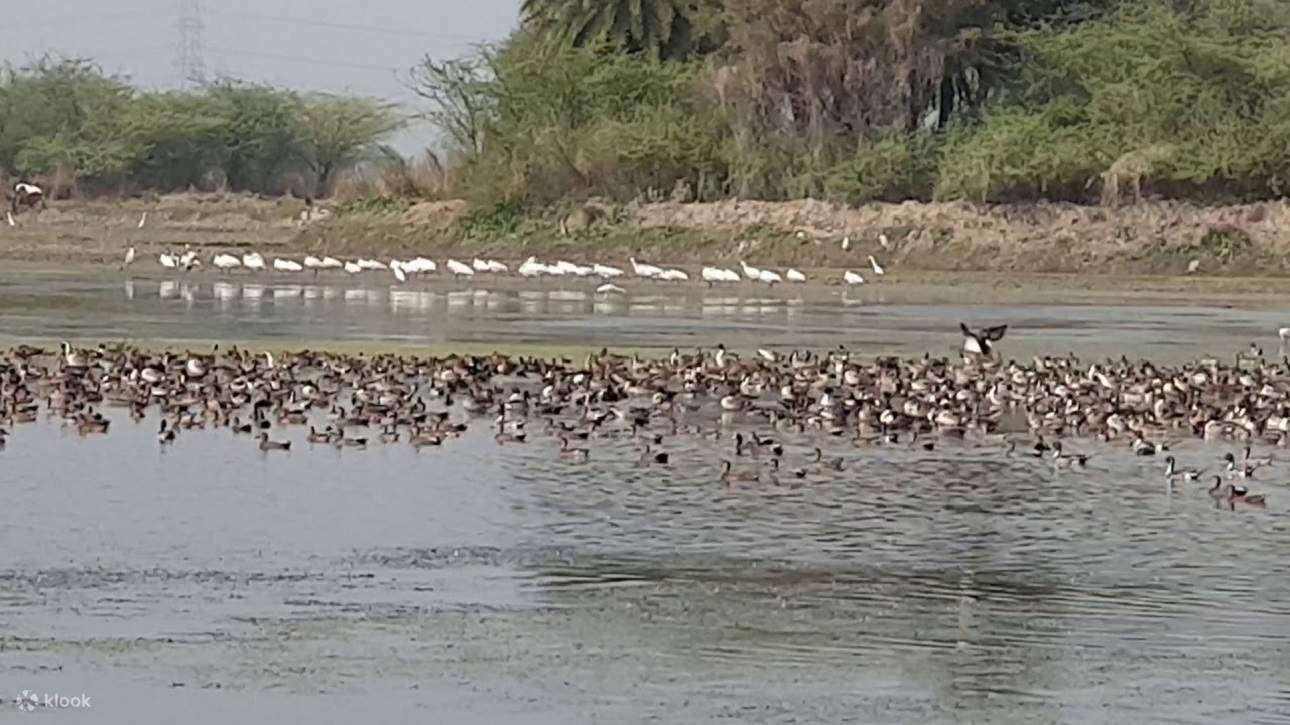 Explore The Migrated Birds in Patna Bird Century - Klook