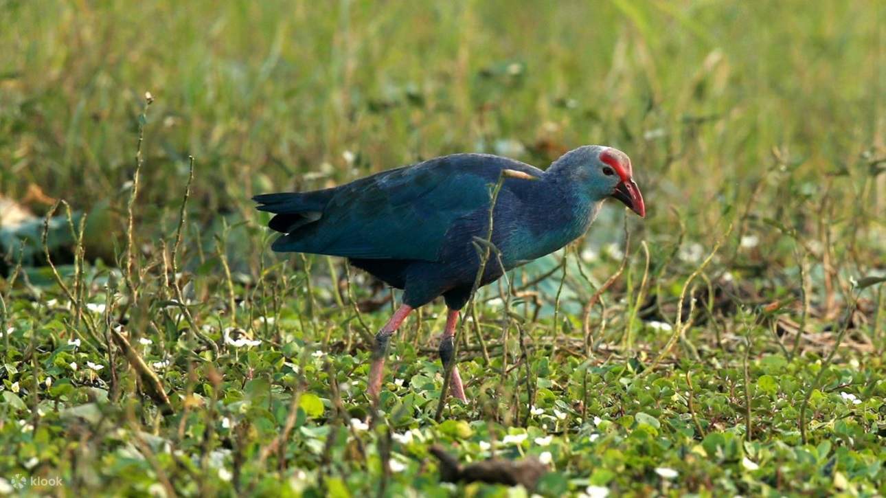 Explore The Migrated Birds in Patna Bird Century - Klook India