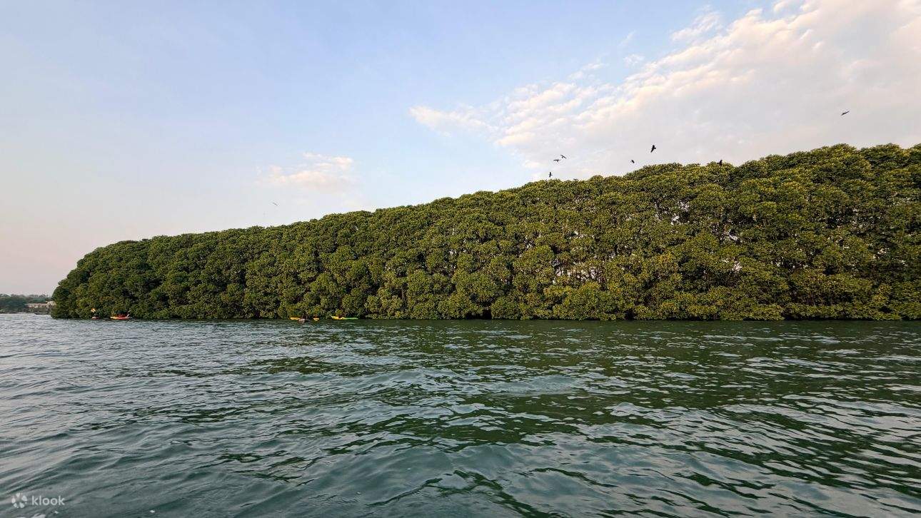 Varkala: Mangrove Kayaking and Sunset Backwater Tour - Klook Singapore