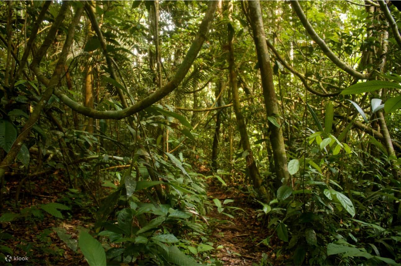 Manu Jungle Tour 5 Days - Klook Australia