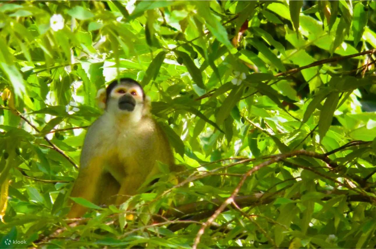 Manu Jungle Tour 5 Days - Klook Philippines