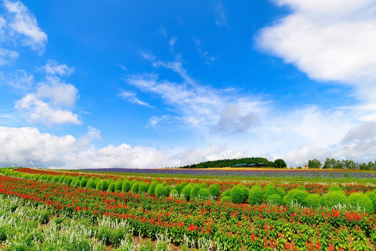 Tur Furano Flower Land & Sahoro Bear Mountain dari Sapporo - Klook ...
