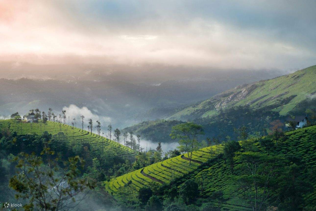 From Kochi: Munnar Eravikulam, lockhart & Waterfalls day tour - Klook ...