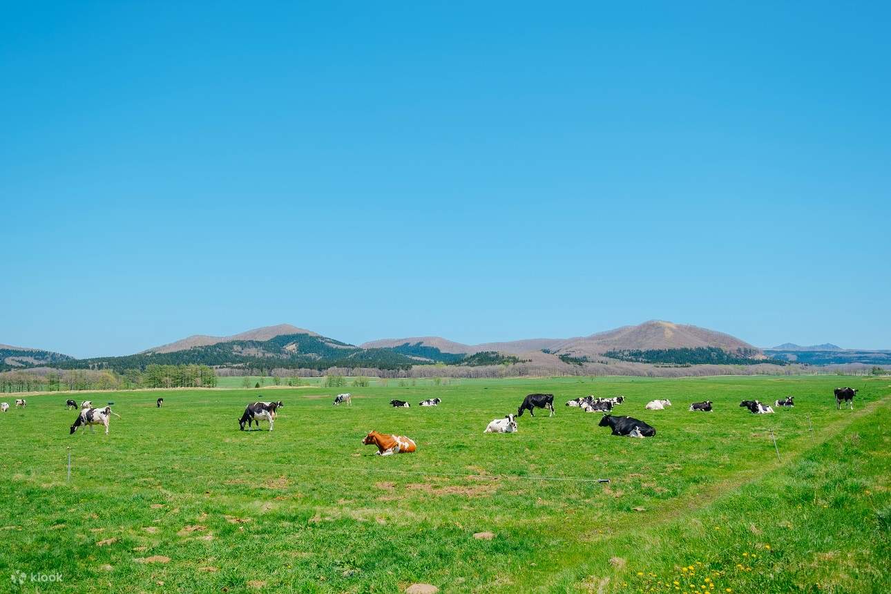Hokkaido Farm Experience at Watanabe Farm: Meet the Cows, Milking ...