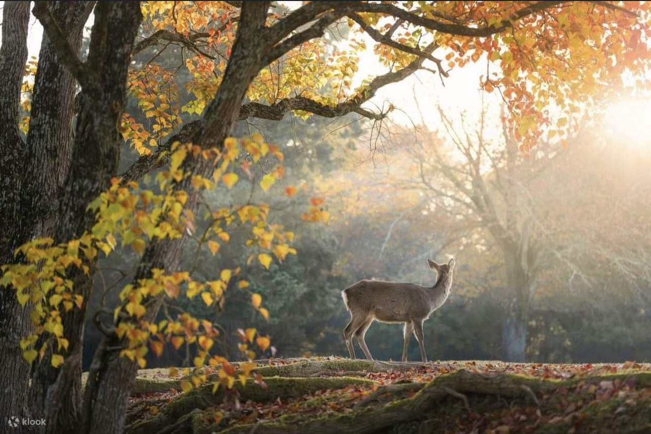 Aangepaste dagtour met privéauto in Osaka｜Kyoto/Nara/Kobe - Klook ...