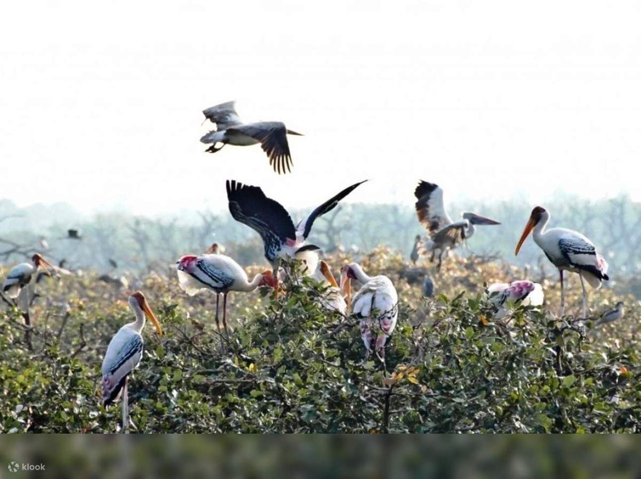 Explore The Migrated Birds in Patna Bird Century - Klook