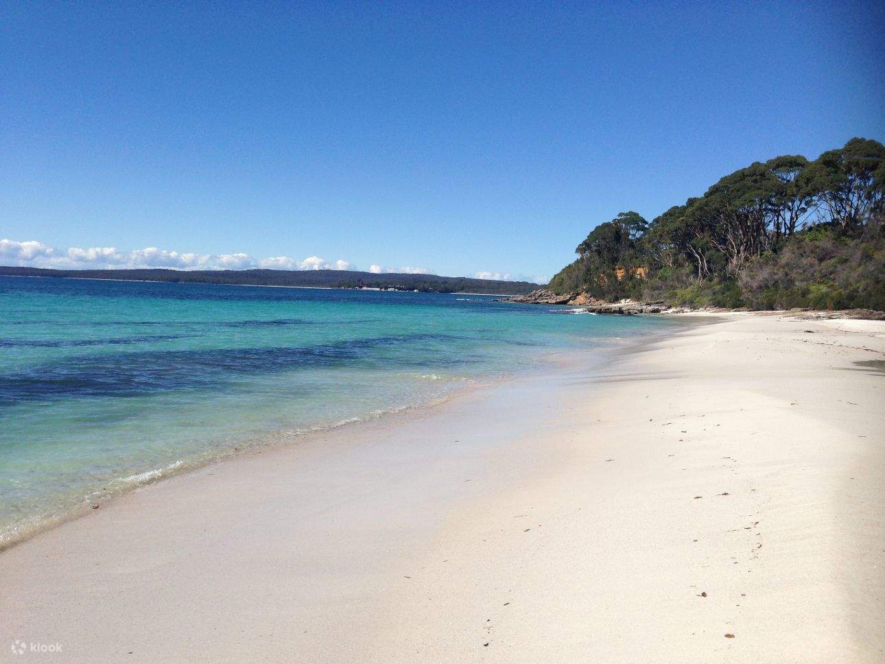 Jervis Bay Beach and Koalas Day Tour - Klook