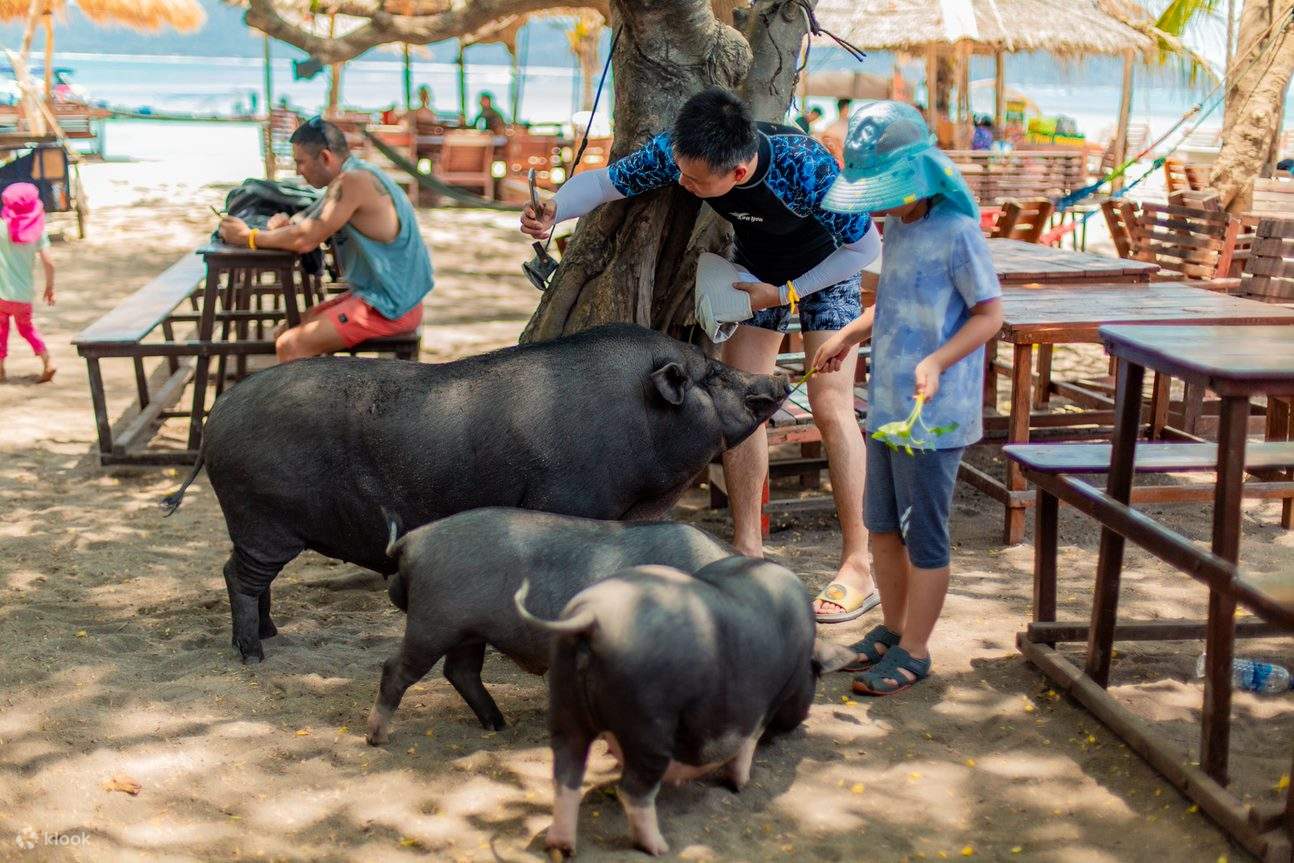 Tur Setengah Hari ke Koh Tan dan Pulau Babi dengan Speed Catamaran ...