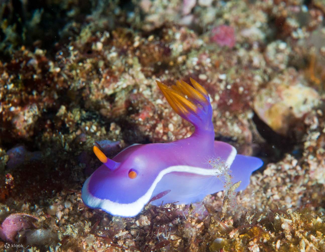 Explore Gato Island: Day Trip in Malapascua with PADI 5 Star CDC - Klook