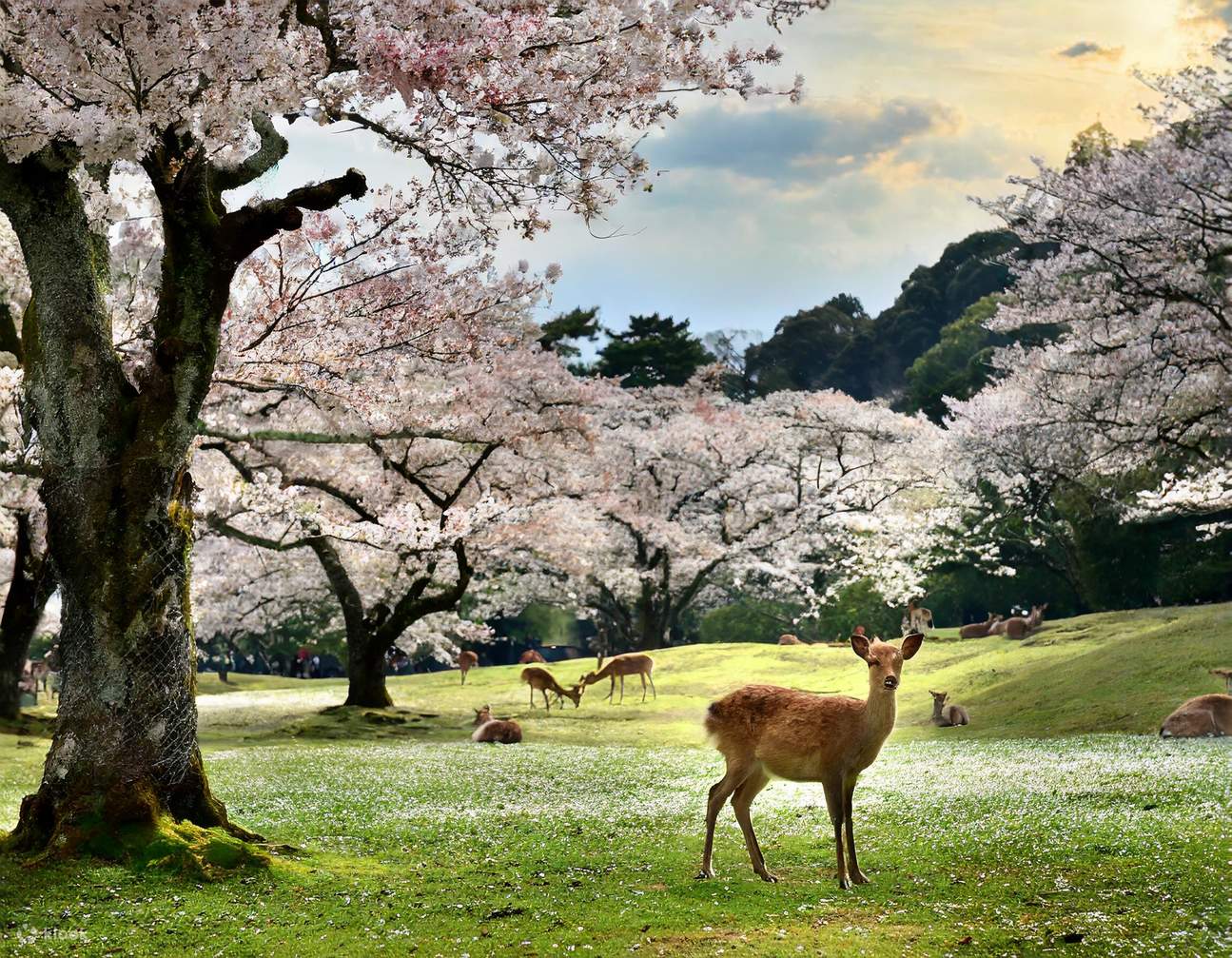 Snap photo shooting experience (Nara) - Klook