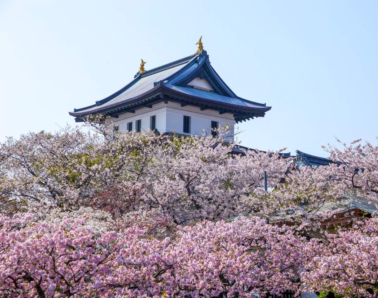 Hokkaido Hakodate Matsumae Castle + Goryokaku + Seagull Island Cherry ...
