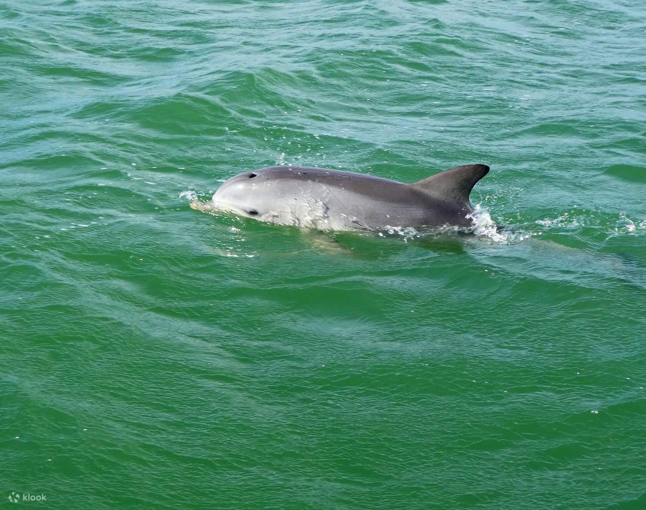 Port River Dolphin & Ships Graveyard Cruise from Port Adelaide - Klook ...