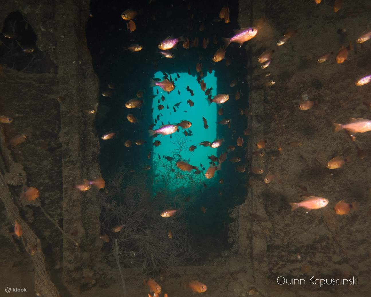 Explore Coron's Depths: PADI Advanced Open Water Dive with a PADI 5 ...