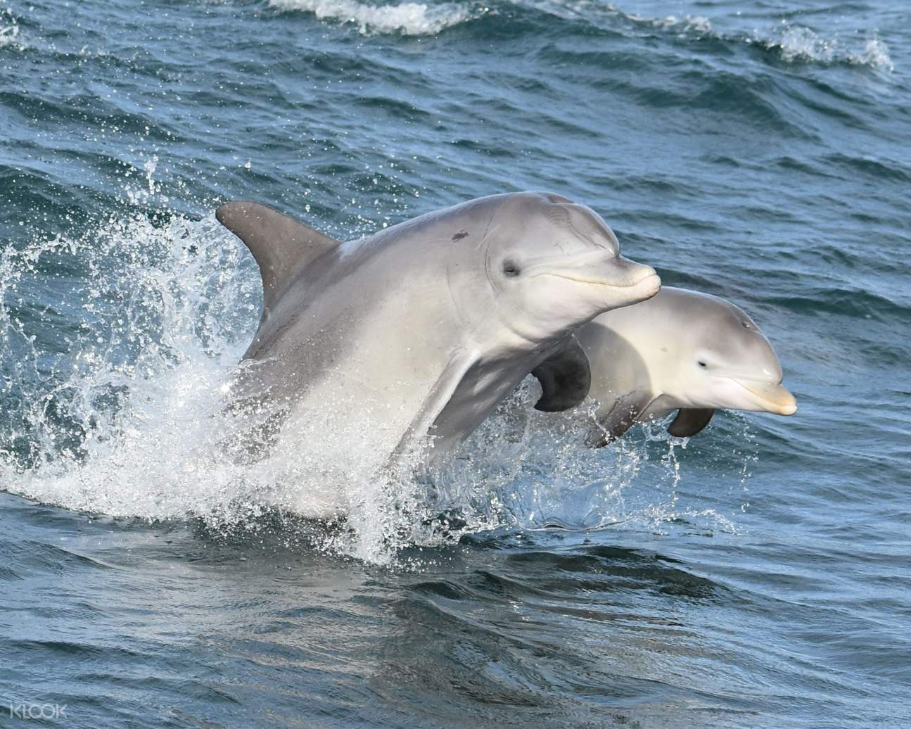 Mandurah Dolphin and Scenic Canal Cruise Trip from Perth - Klook Malaysia