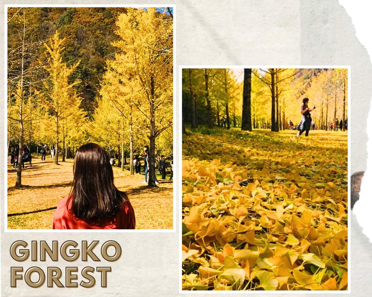 Alpaca World and Hongcheon Gingko Forest Day Tour - Klook