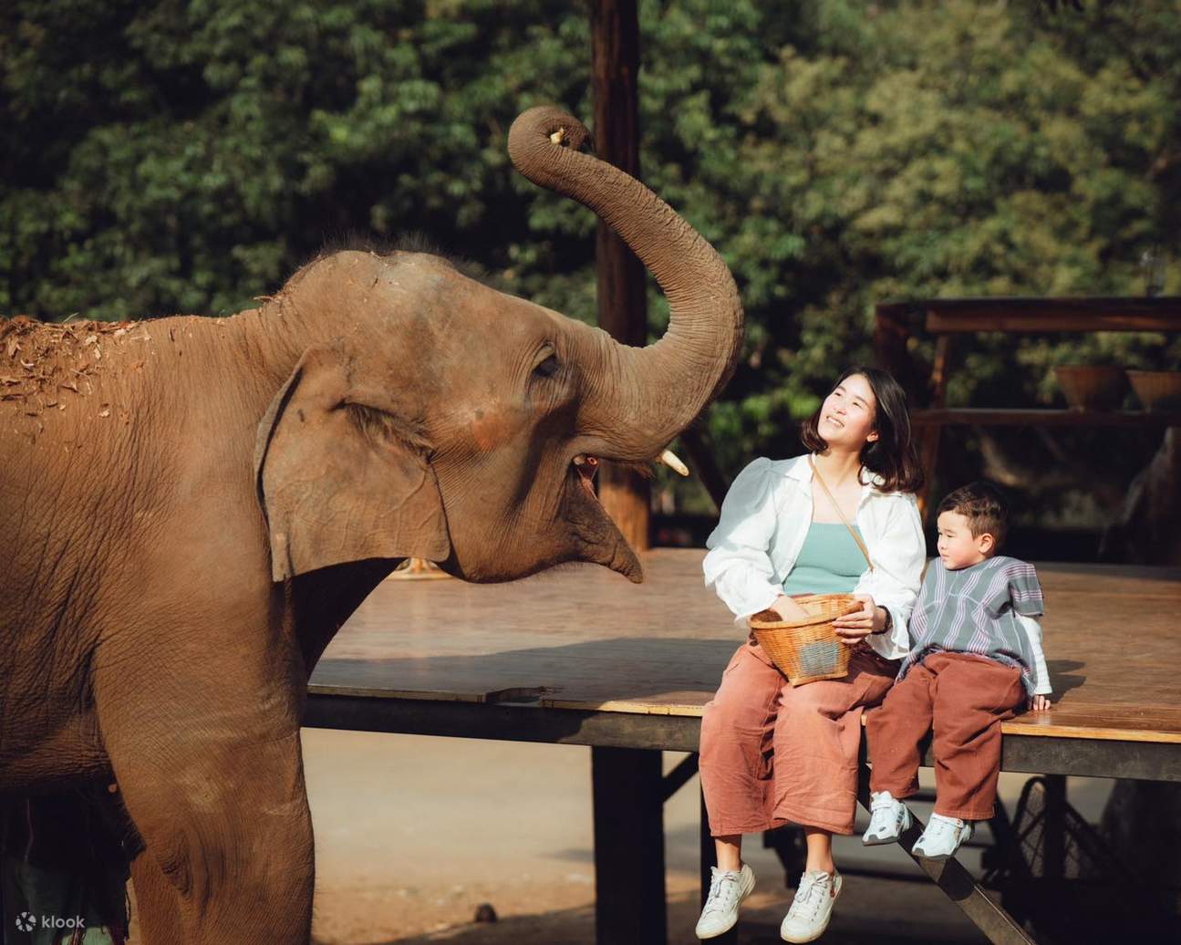 Chiang Mai Elefin Farm and Cafe Elephant Care Half Day Tour - Klook ...