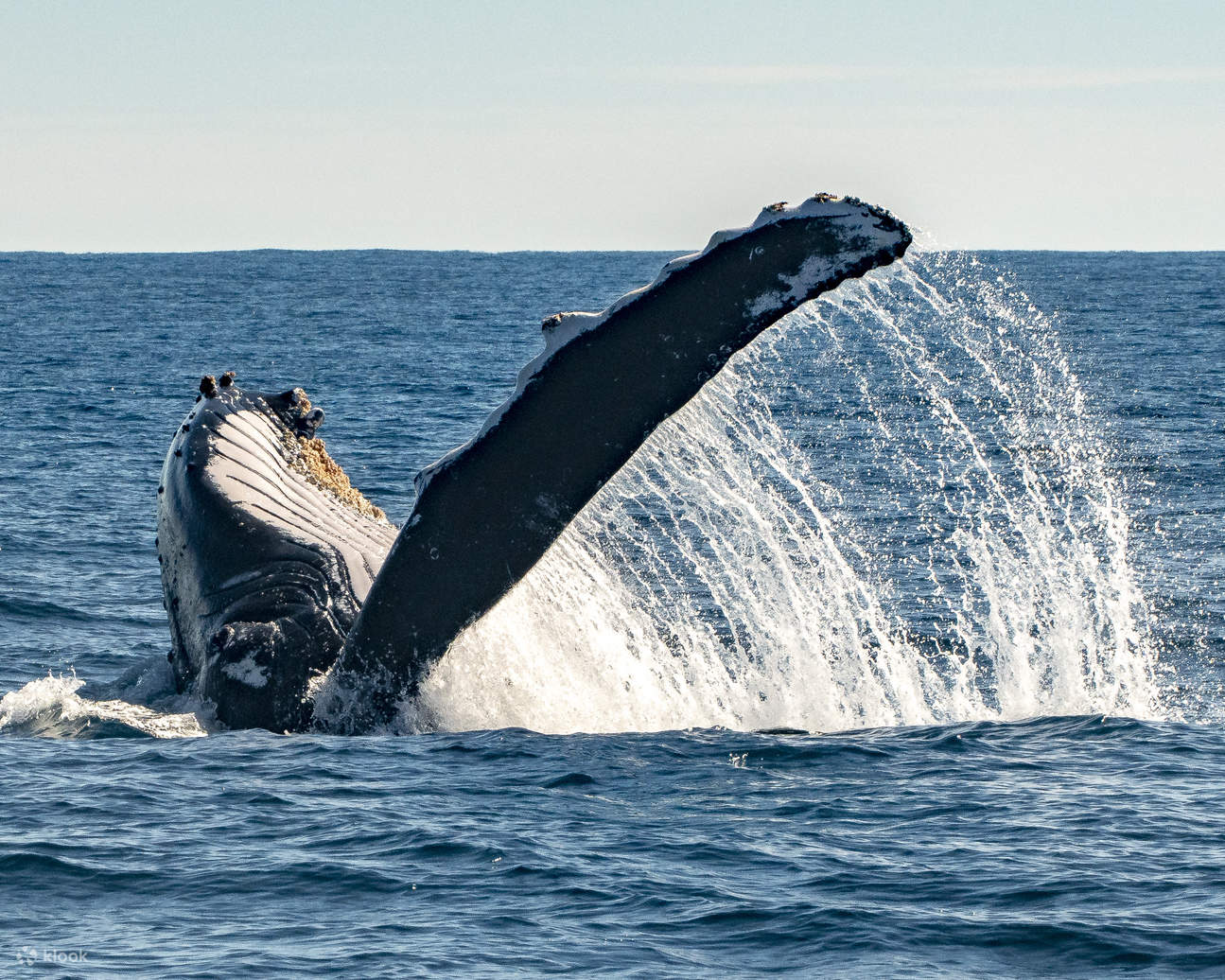 Experience the Best Whale Watching Cruise in Sydney | Humpback Whale ...