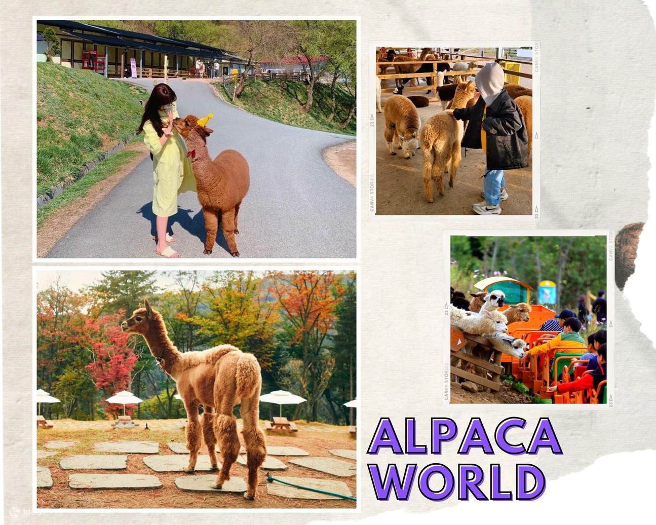 Alpaca World and Hongcheon Gingko Forest Day Tour - Klook Philippines