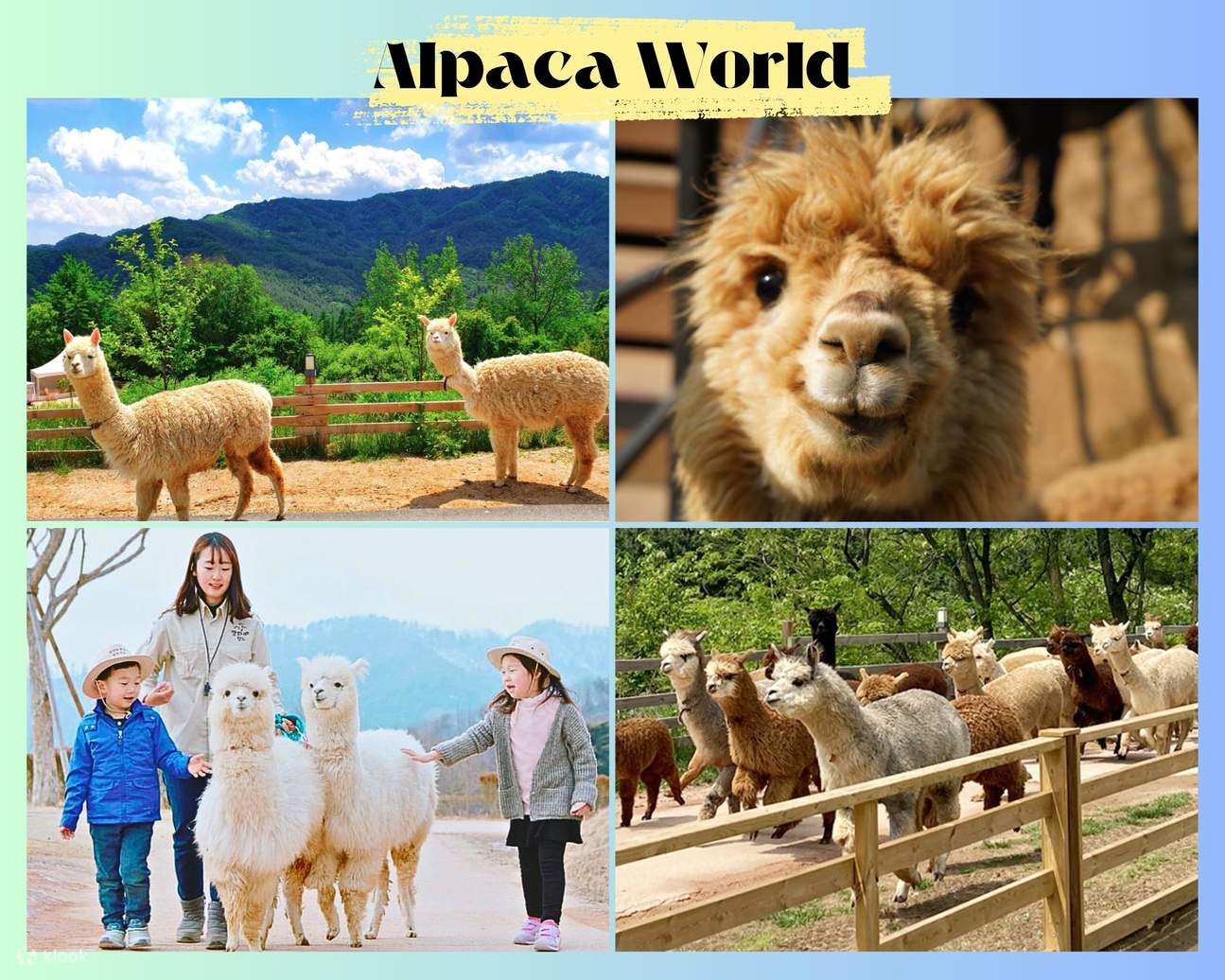 Railbike / Luge Racing Car / Alpaca World / Legoland One Day Tour ...