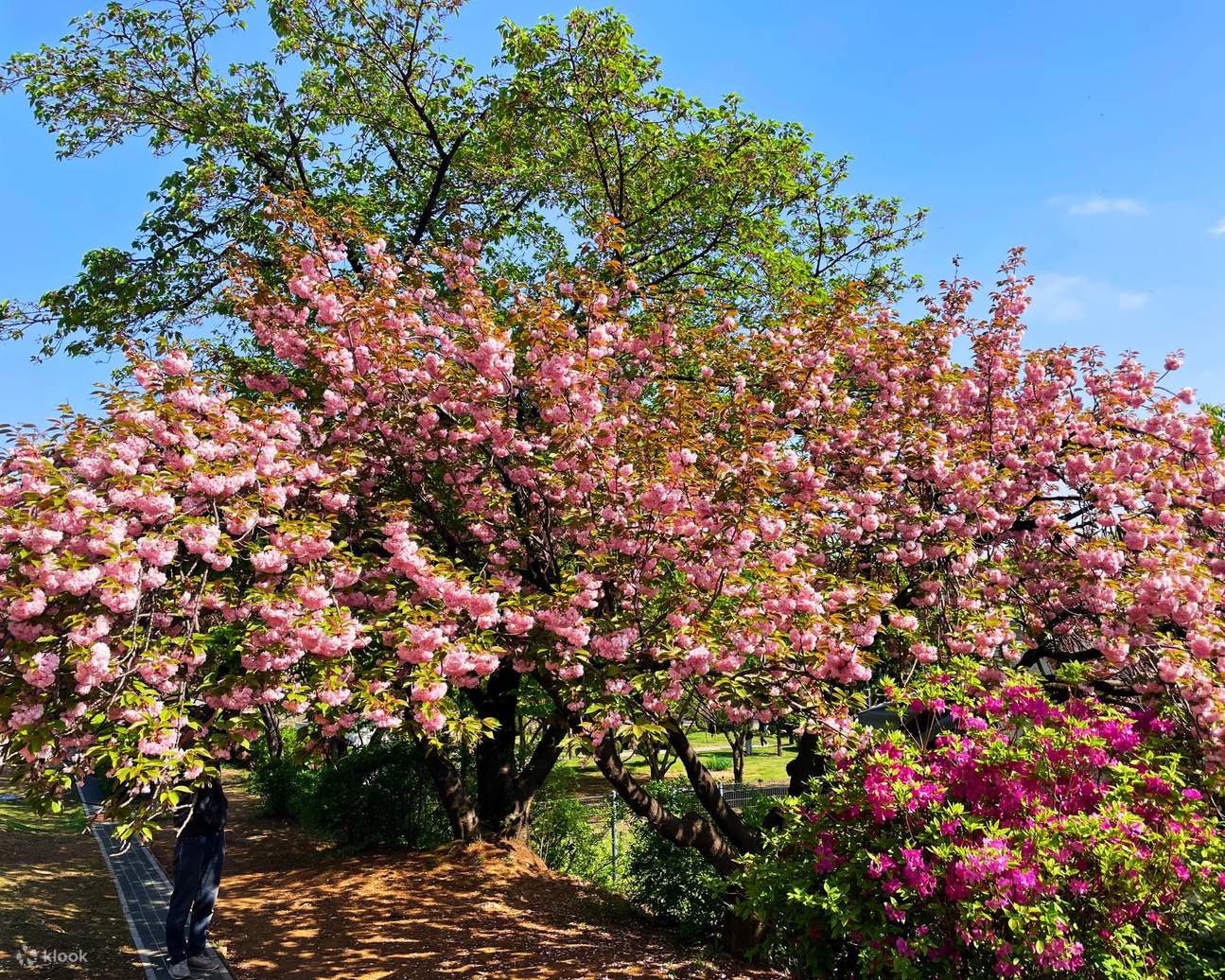 Seoul King Cherry Blossoms Trip - Klook
