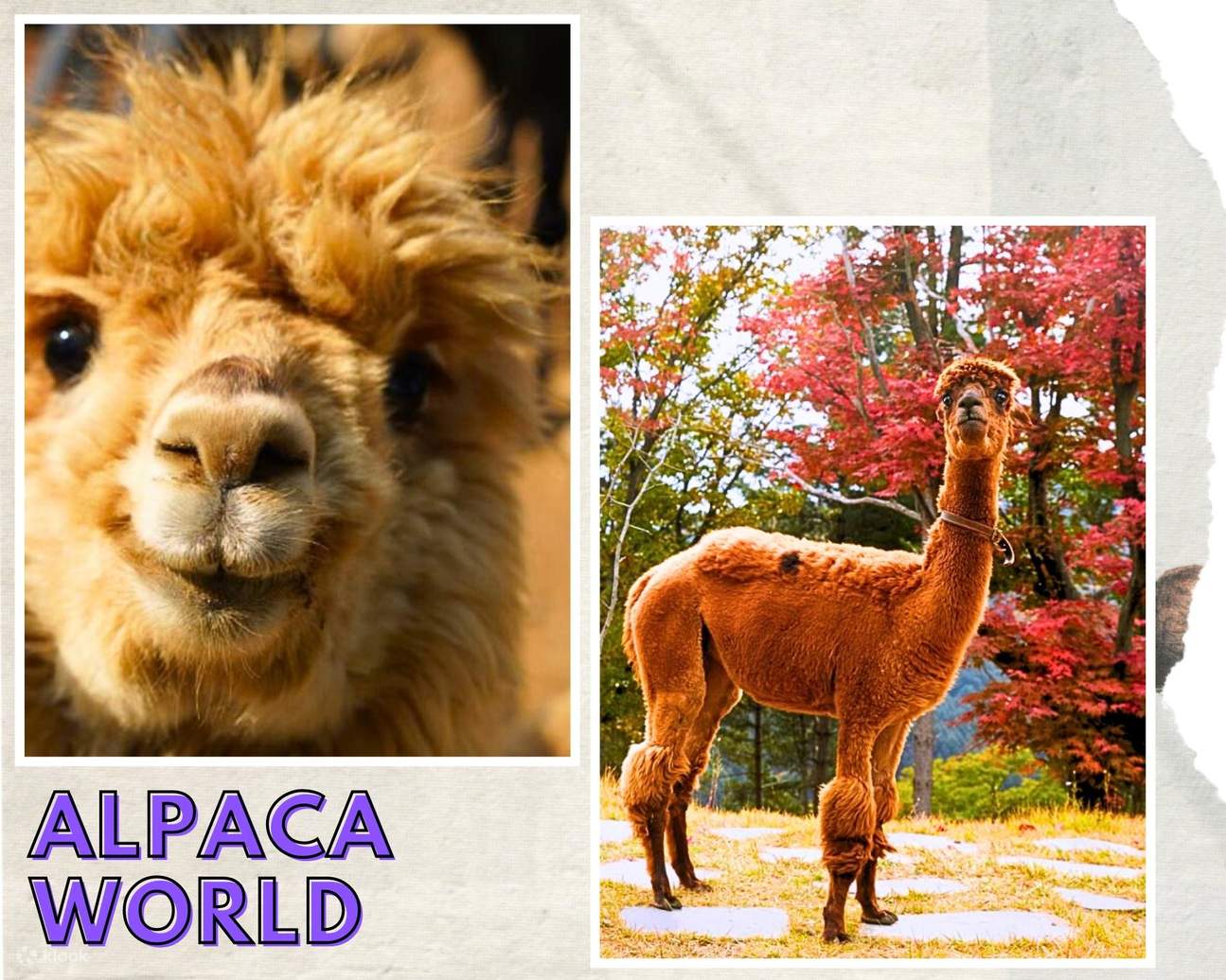 Alpaca World and Hongcheon Gingko Forest Day Tour - Klook Philippines