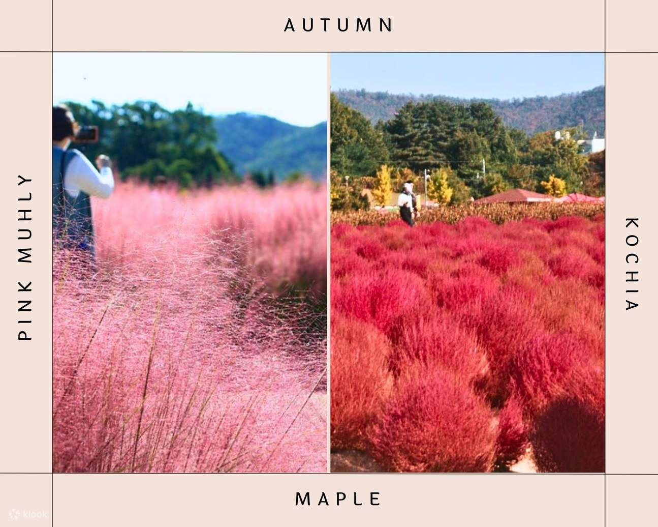 Kochia Scoparia, Pink Muhly Grass, & Dumulmeori Half Day Tour - Klook ...
