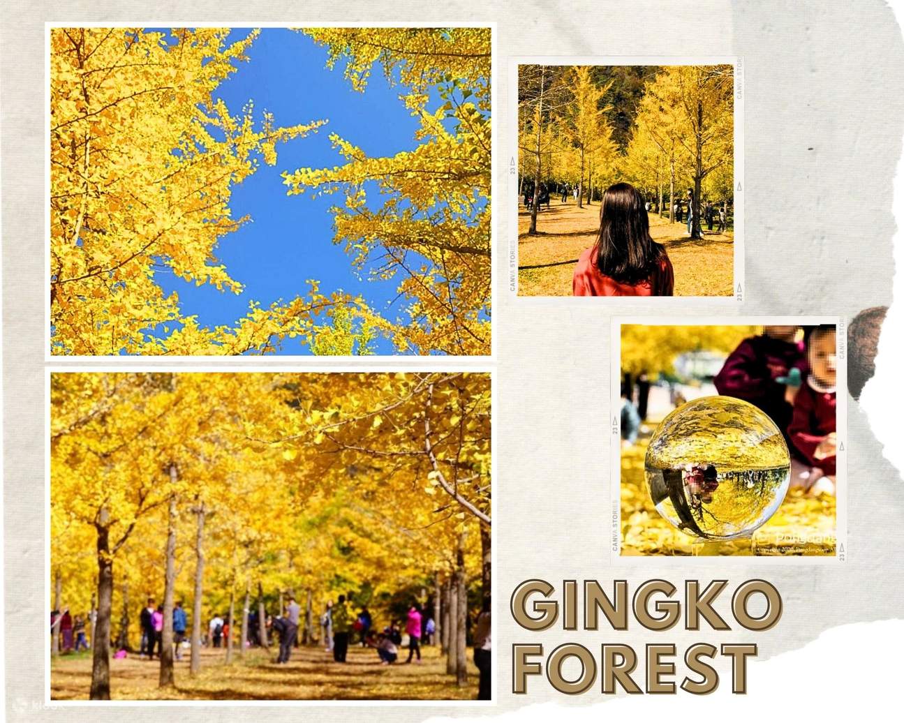 Alpaca World and Hongcheon Gingko Forest Day Tour - Klook