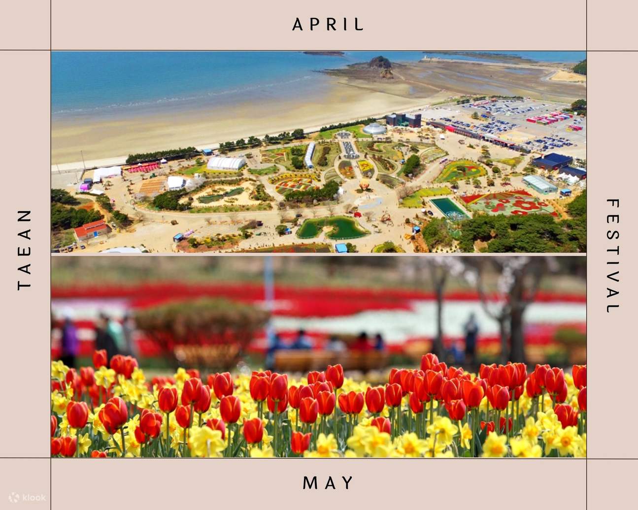Taean Tulip Festival + Cheonripo Arboretum + Green Park Day Tour ...