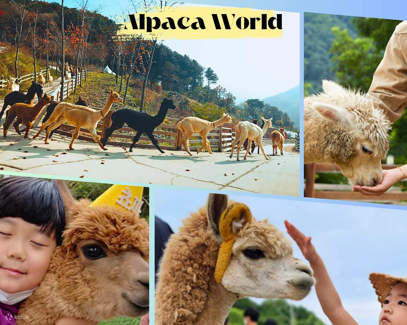 Railbike / Luge Racing Car / Alpaca World / Legoland One Day Tour ...