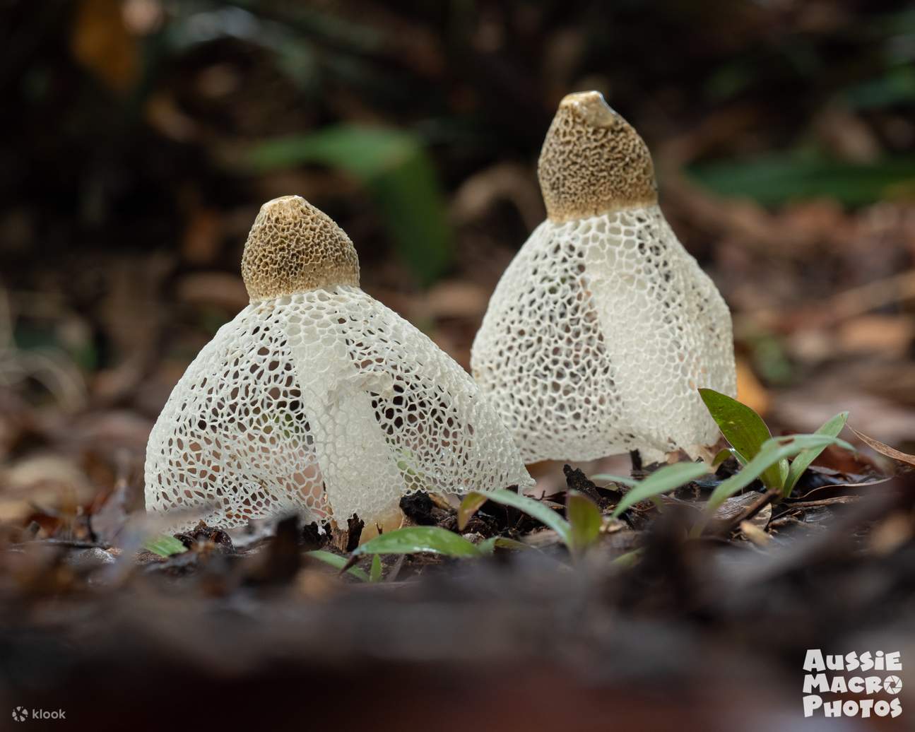 Cairns Botanic Gardens Mushroom Photography Tour Ticket - Klook