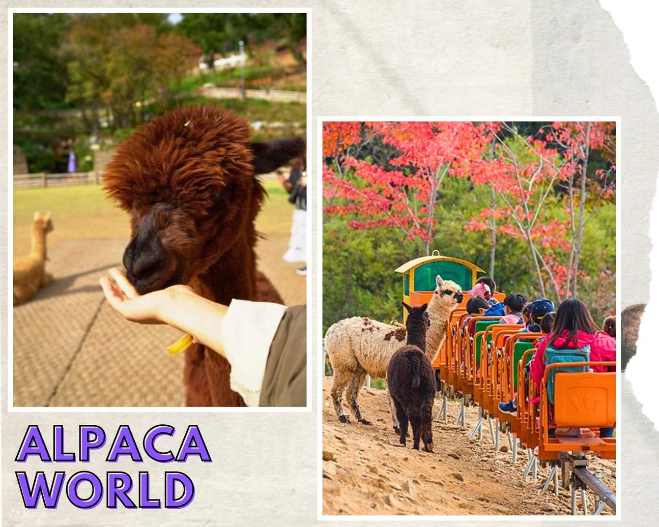 Alpaca World and Hongcheon Gingko Forest Day Tour - Klook