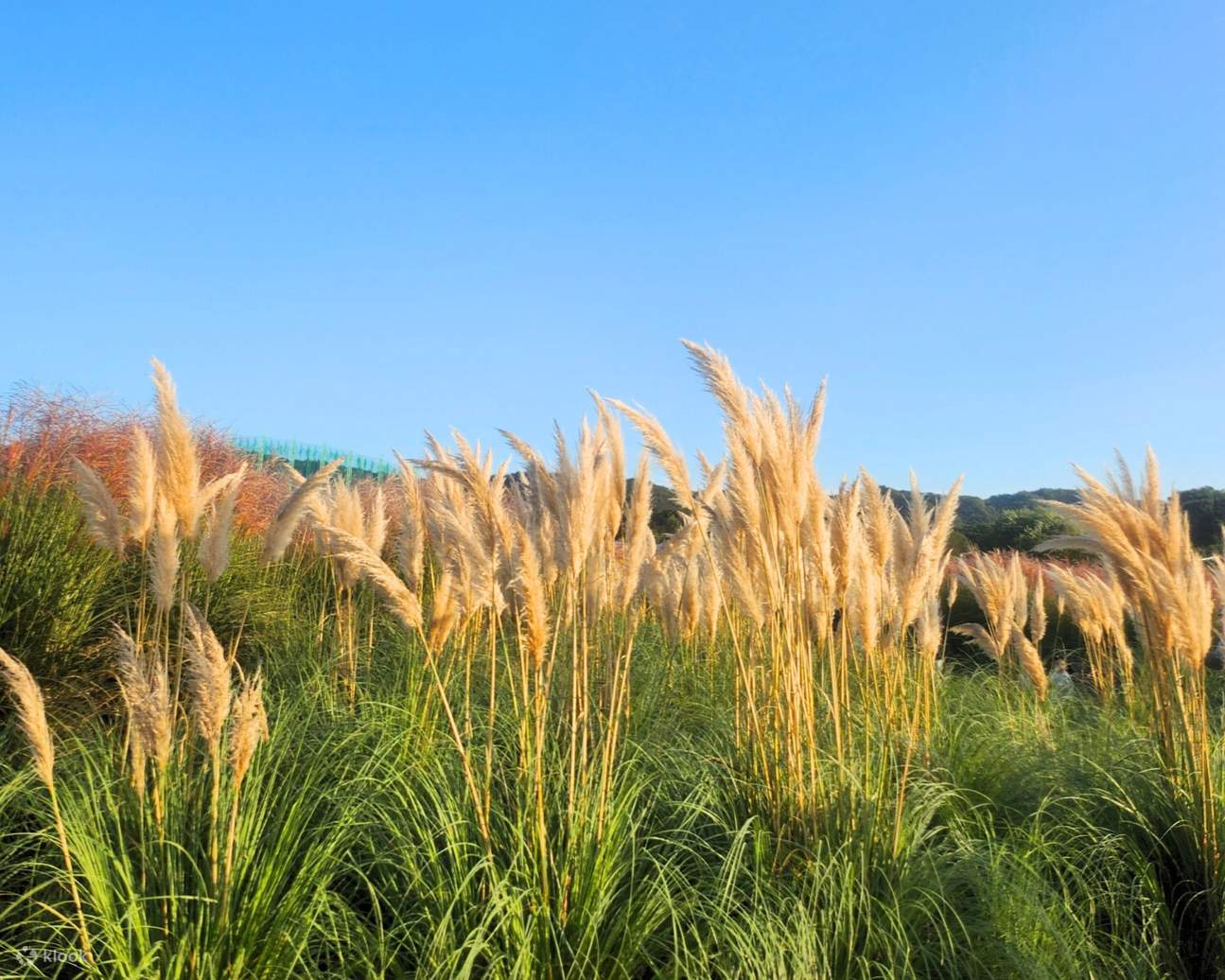 Nari Park, Pink Muhly Grass und Dumulmeori Tagestour mit S.A Tour ...