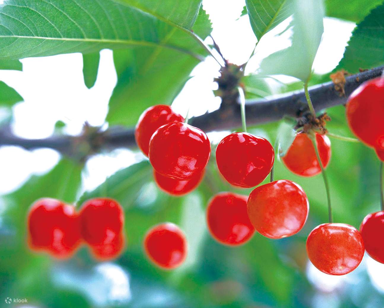 Yamagata Fruit Picking Experience & Ginzan Onsen Day Trip (From Sendai ...