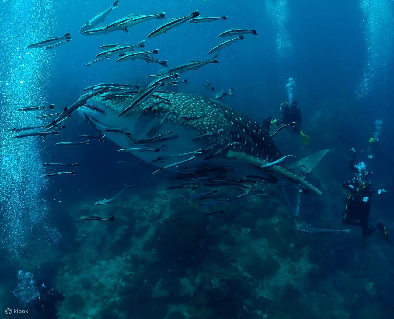 Sumisid sa Kumpiyansa: PADI Scuba Refresher sa Chumphon kasama ang ...