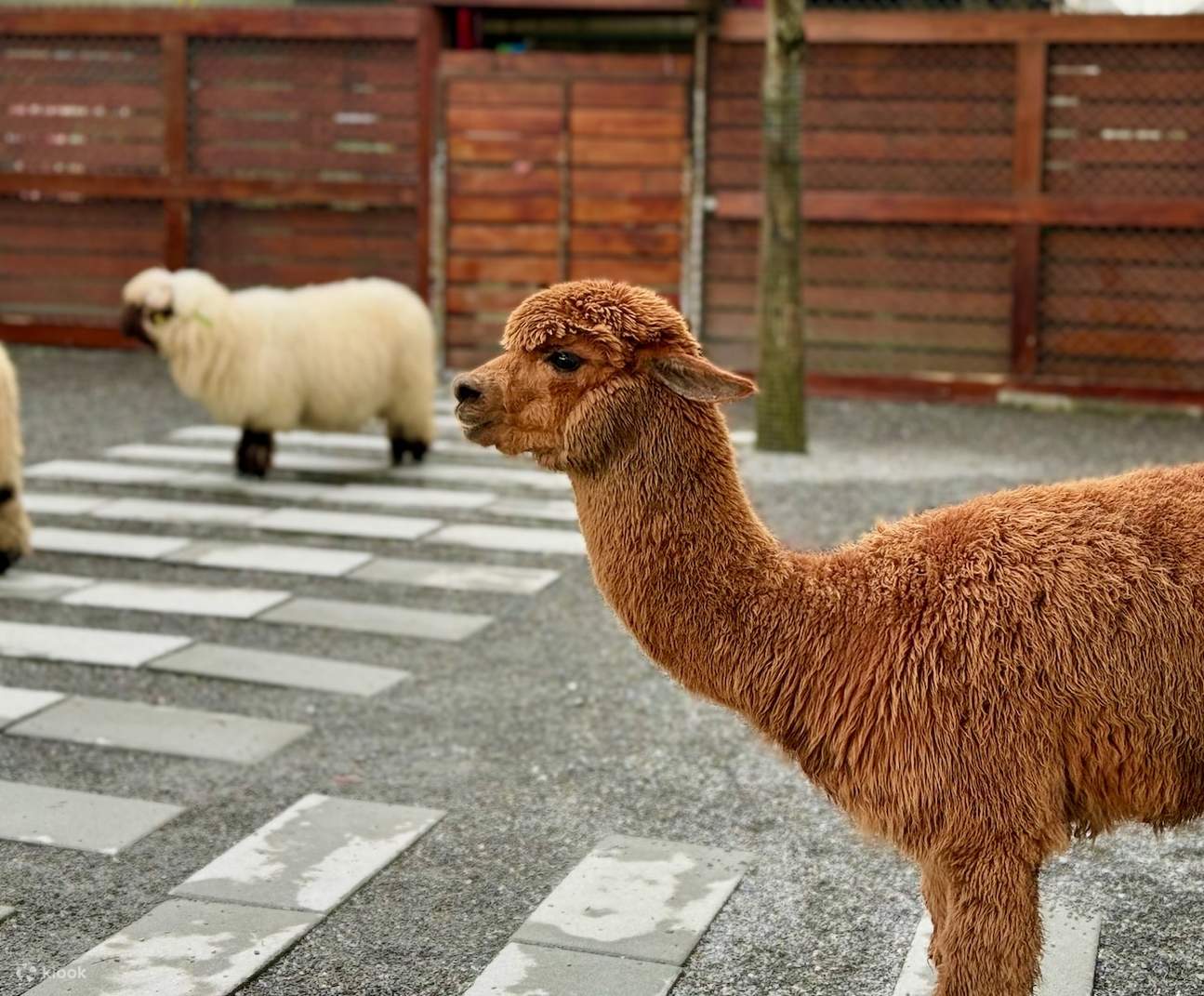 Full-Day Private Custom Yilan Tour from Taipei - Klook Singapore