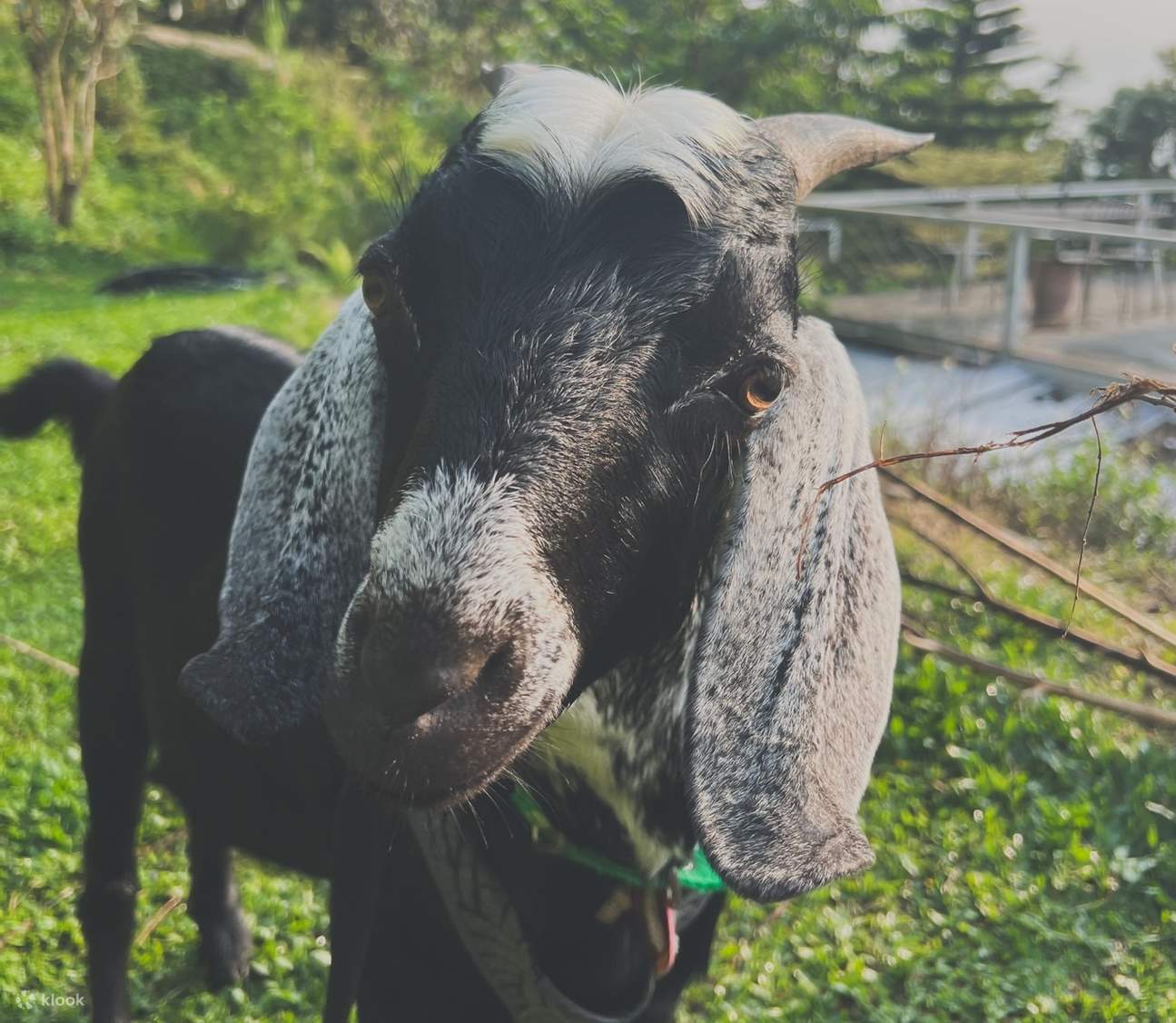 Tiket Taichung Booty Manor - Klook Indonesia