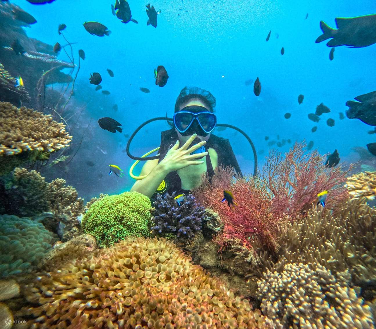Scuba Diving & Coral Planting Experience in Nha Trang, Vietnam - Klook