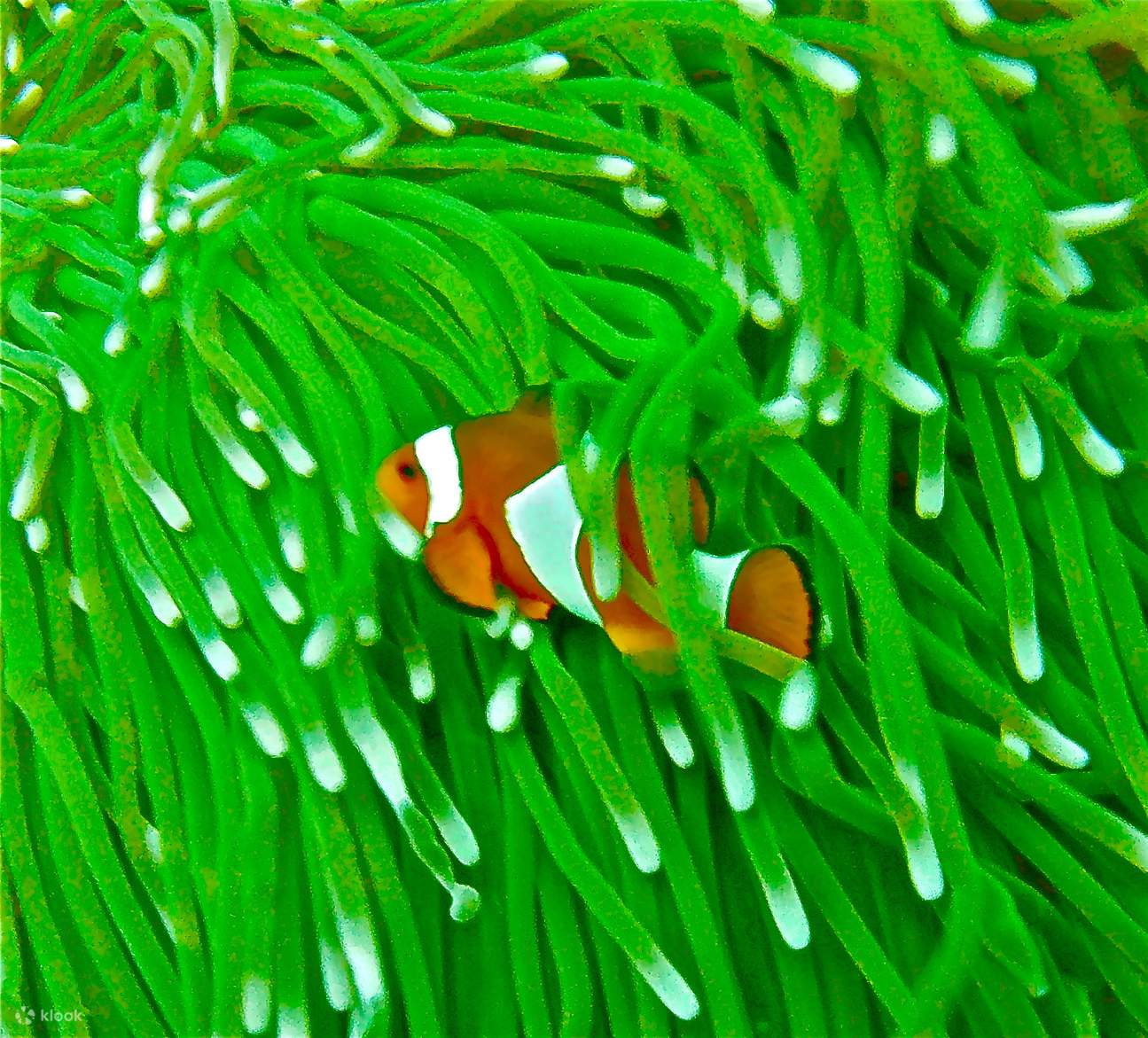 Scuba Diving in Komodo National Park with Maika Diving - Klook Philippines