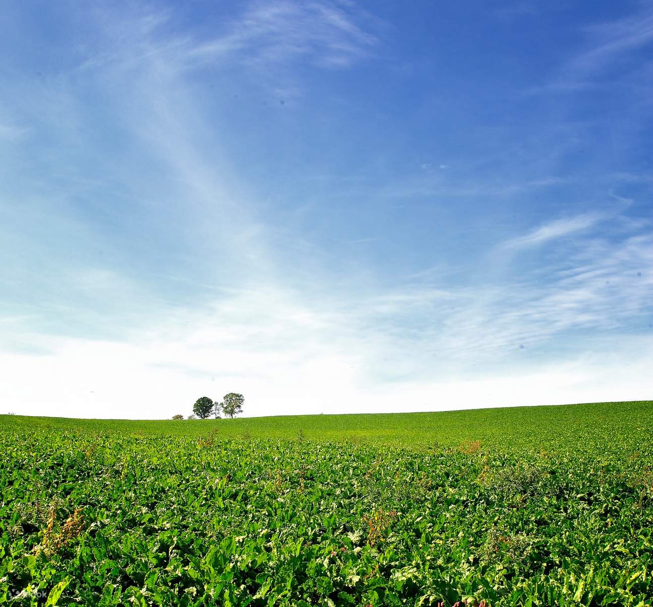 Sapporo and Biei Join In One Day Bus Tour - Klook