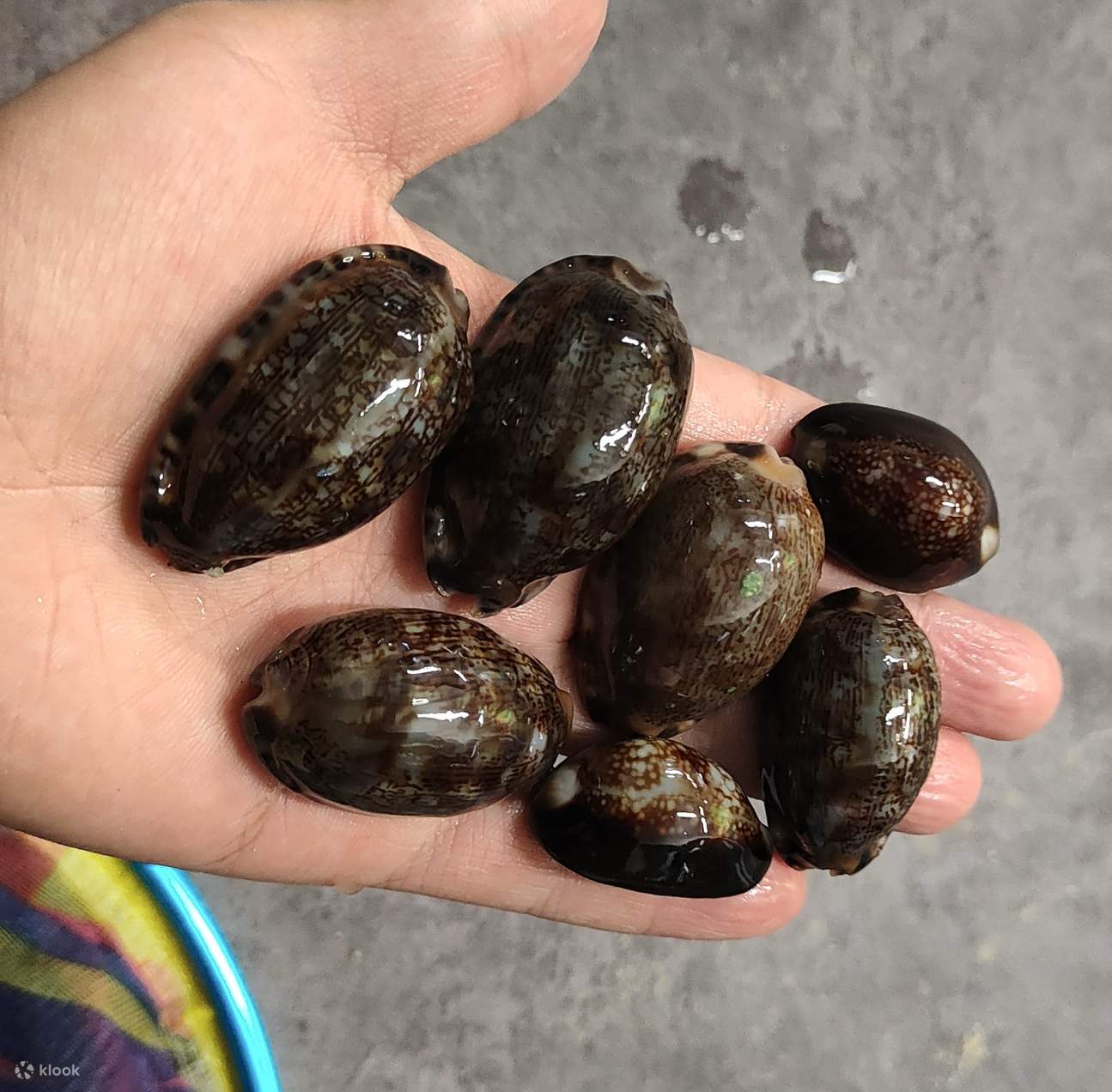 Lingshui beachcombing experience (coach explains marine knowledge ...