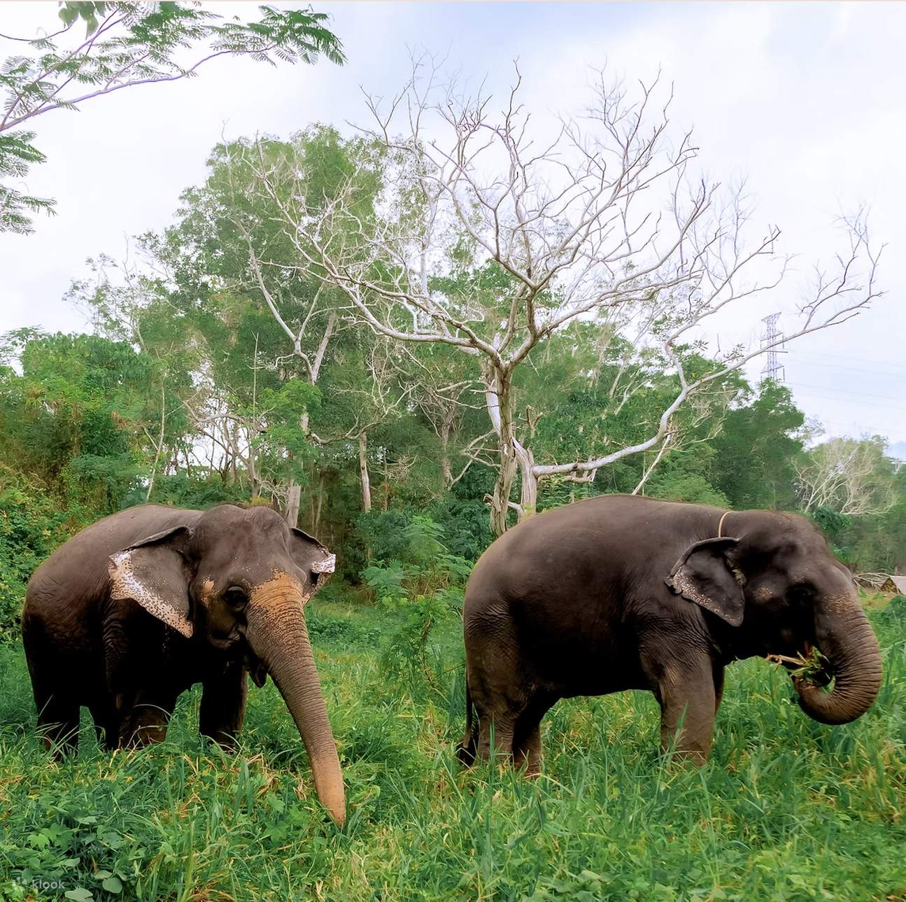 The Lake Phuket Elephant Home Experience - Klook