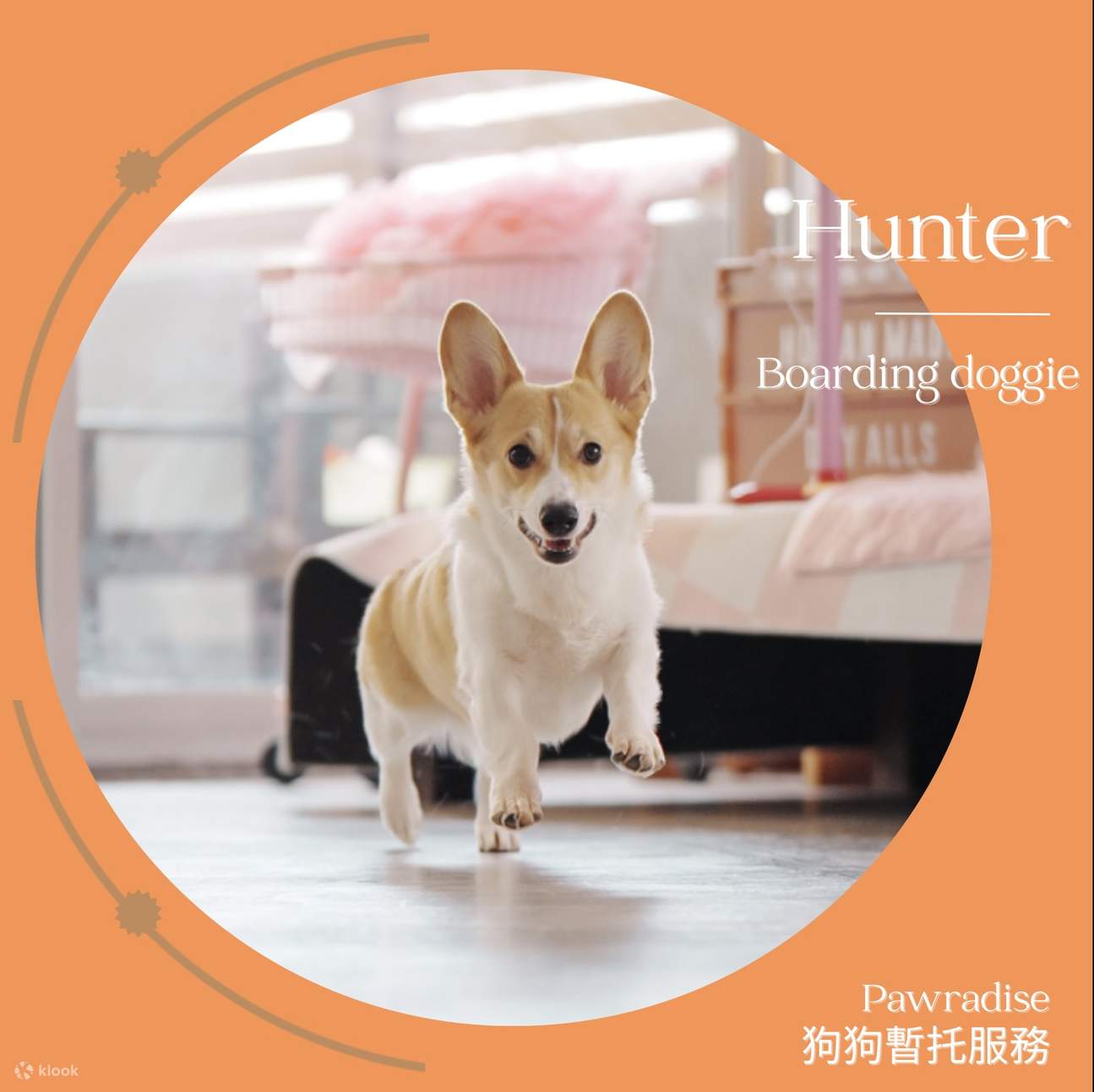 Pawradise Hong Kong Licensed Pet Boarding Service - Klook Hong Kong