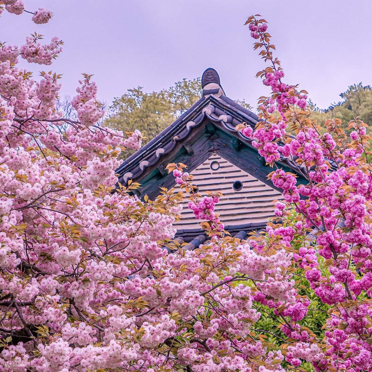 Tur Bunga Sakura Pink King dari Seoul - Klook Indonesia