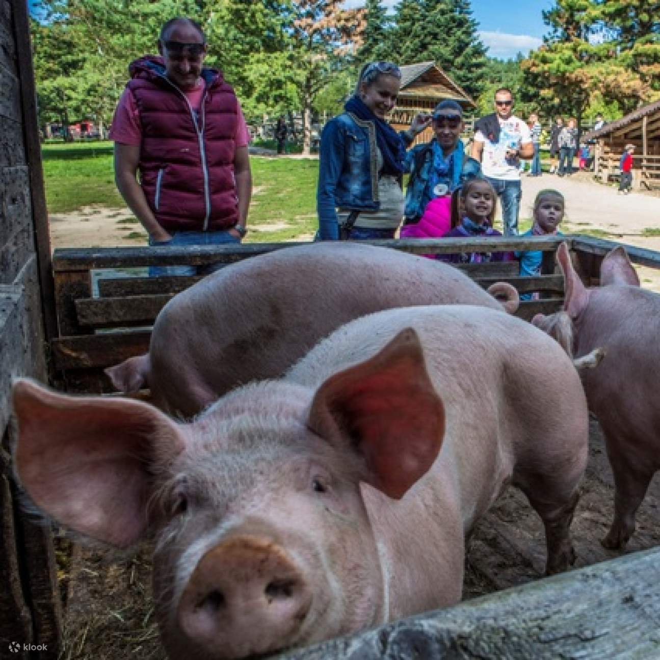 From Vienna: Bratislava Guided Day Tour with Castles & Hidden Gems ...