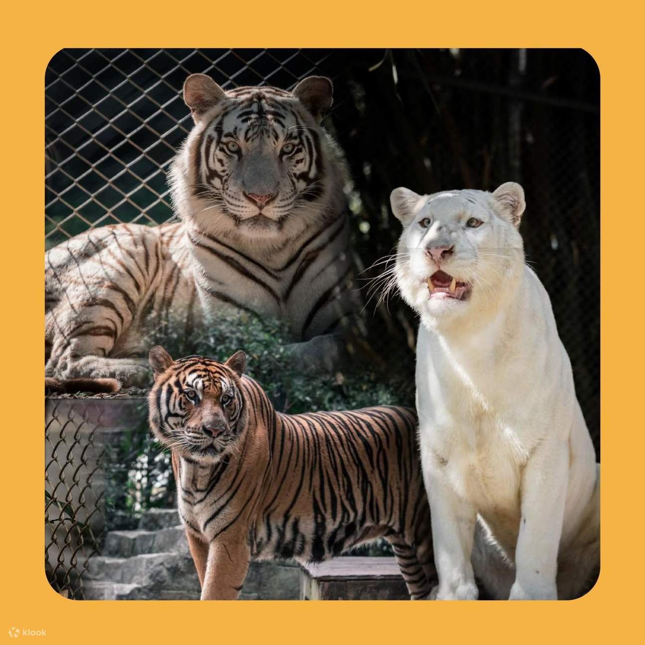 Chiang Mai: Tiger Kingdom with Private Transfer - Klook Australia