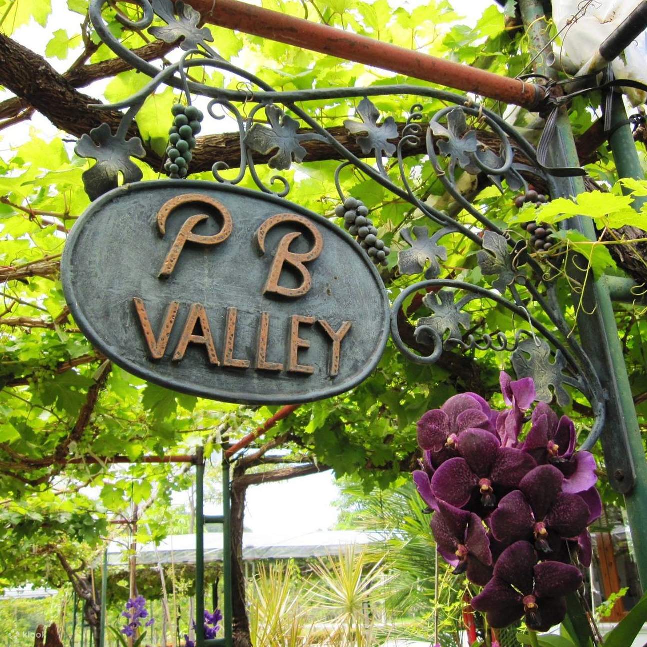 Khao Yai Winery Tour: Tasting at PB Valley Khao Yai Winery + GranMonte ...