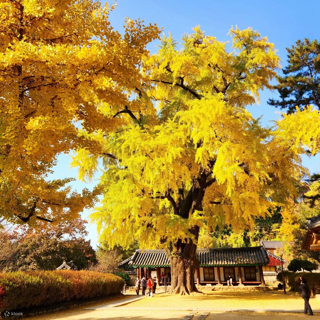 Jeonju Hanok Village & Jangtaesan & Daedunsan Tour from Seoul - Klook ...