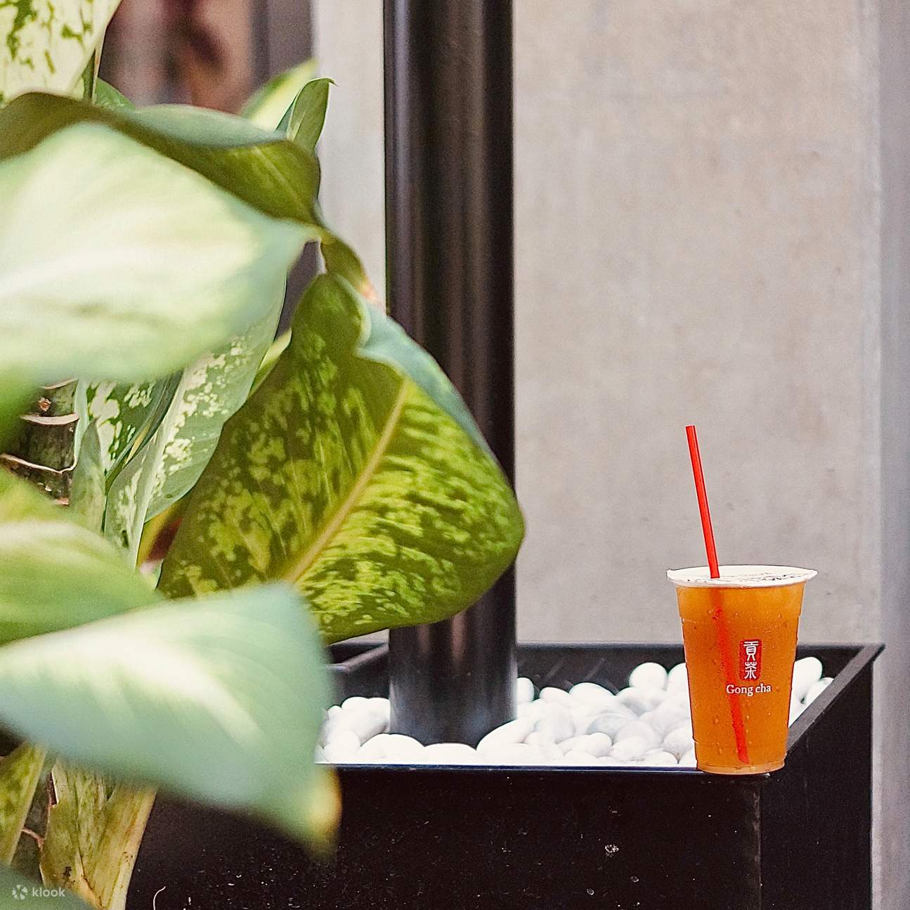 Gong Cha, Malaysia - Klook