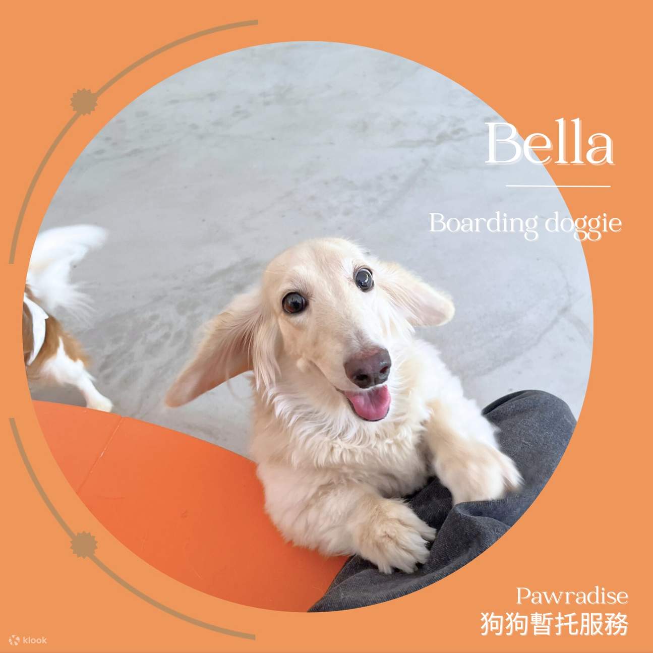 Pawradise Hong Kong Licensed Pet Boarding Service - Klook Philippines