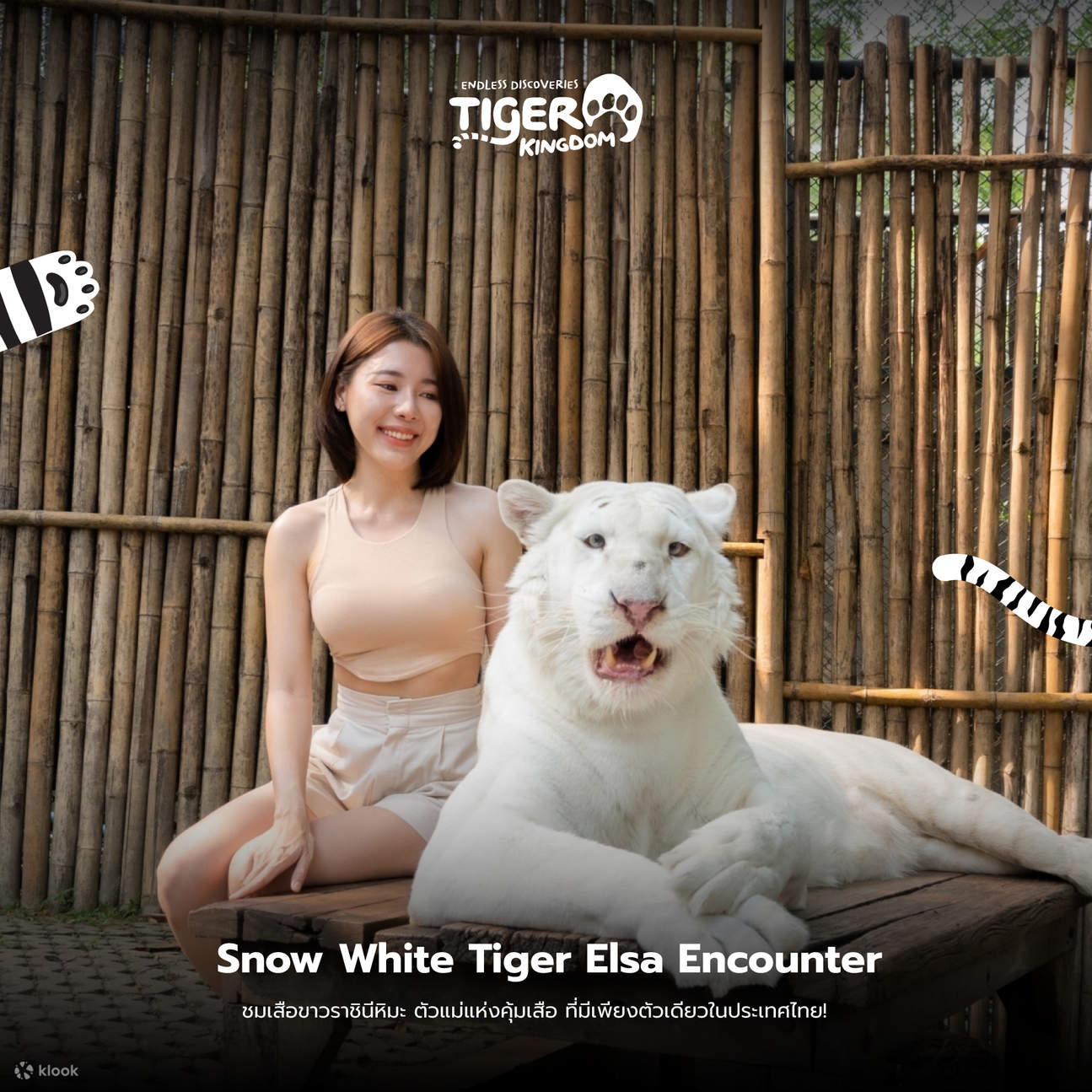 Chiang Mai: Tiger Kingdom with Private Transfer - Klook